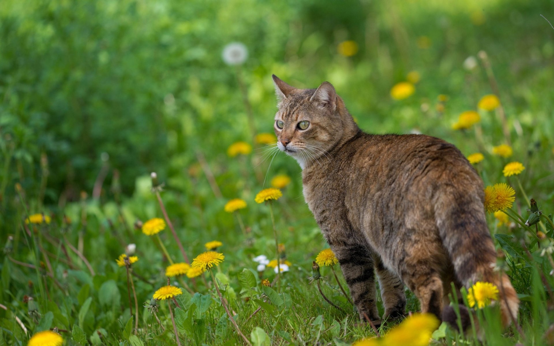 Dandelion Daydream — HD Cat in a Summer Meadow | 2048x1280 | Wallpaper ...