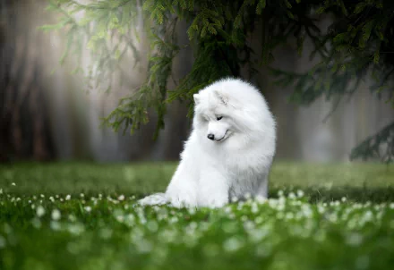 Samoyed - Desktop Wallpapers, Phone Wallpaper, PFP, Gifs, and More!