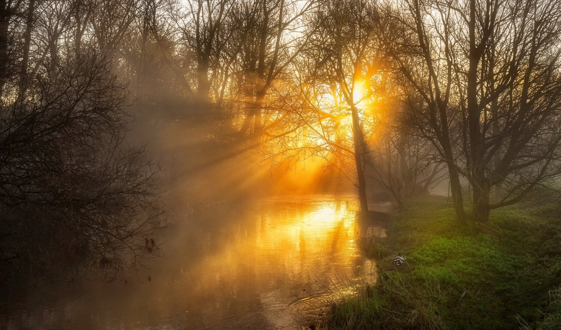 Download Tree Fog River Nature Sunbeam HD Wallpaper