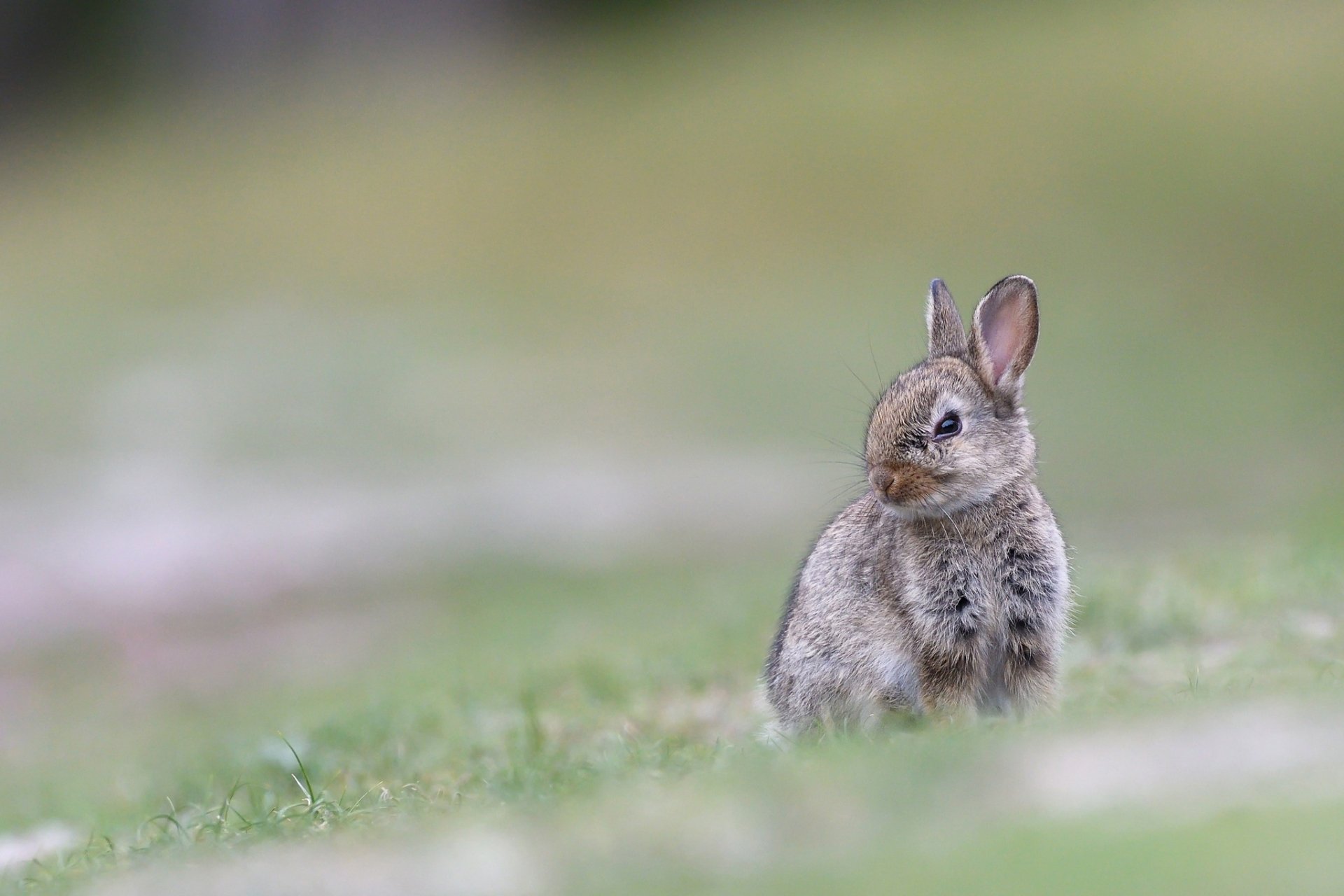 Download Blur Animal Rabbit HD Wallpaper