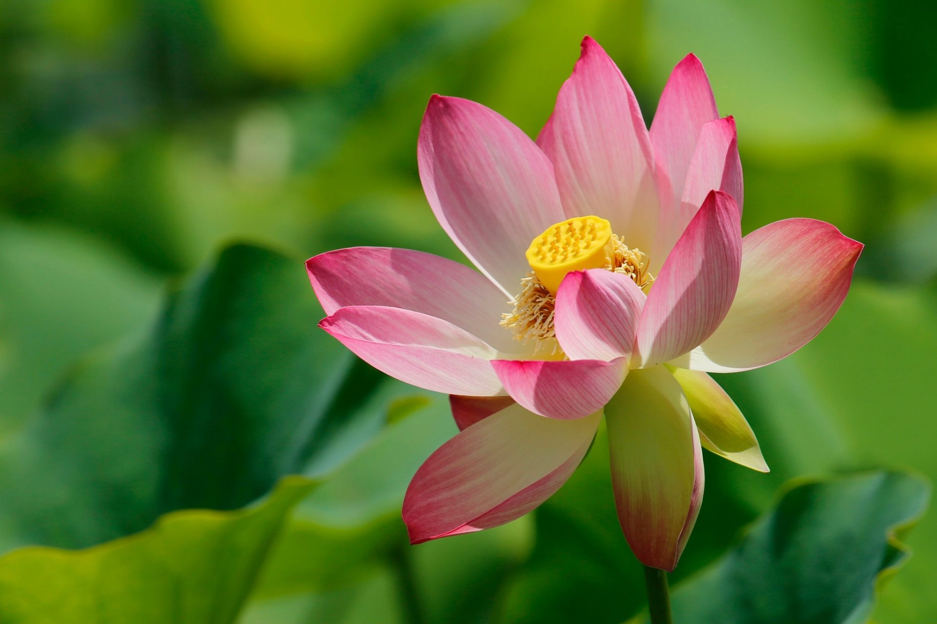 Serene Pink Lotus — HD Close-Up Nature Wallpaper | 2048x1365 ...