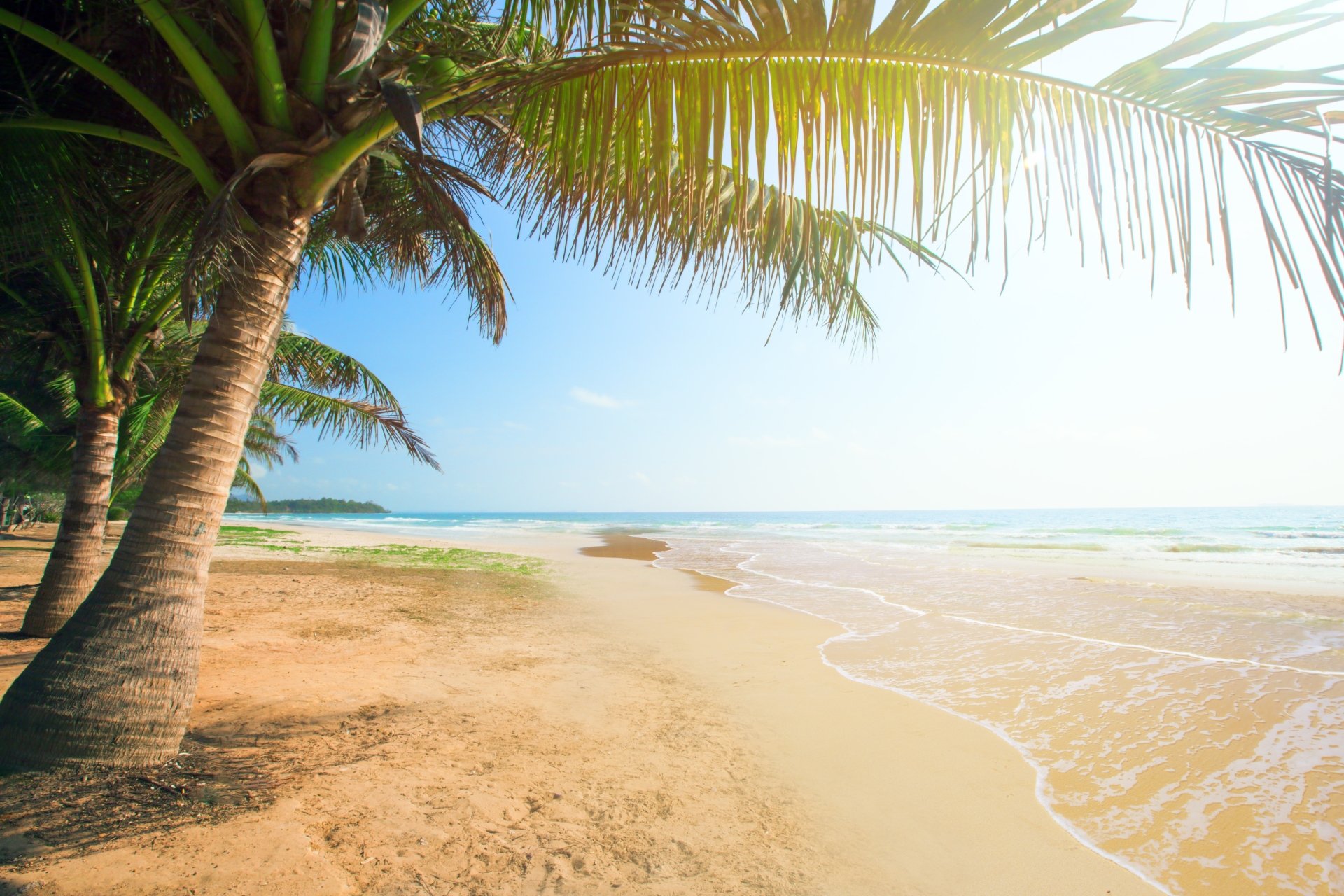 Download Coastline Sand Tree Palm Tree Horizon Ocean Nature Beach 4k ...