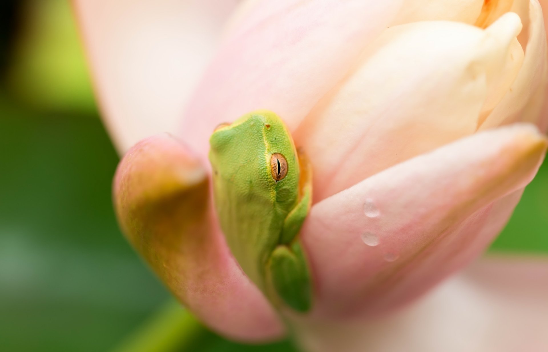 Download Flower Macro Amphibian Animal Frog HD Wallpaper