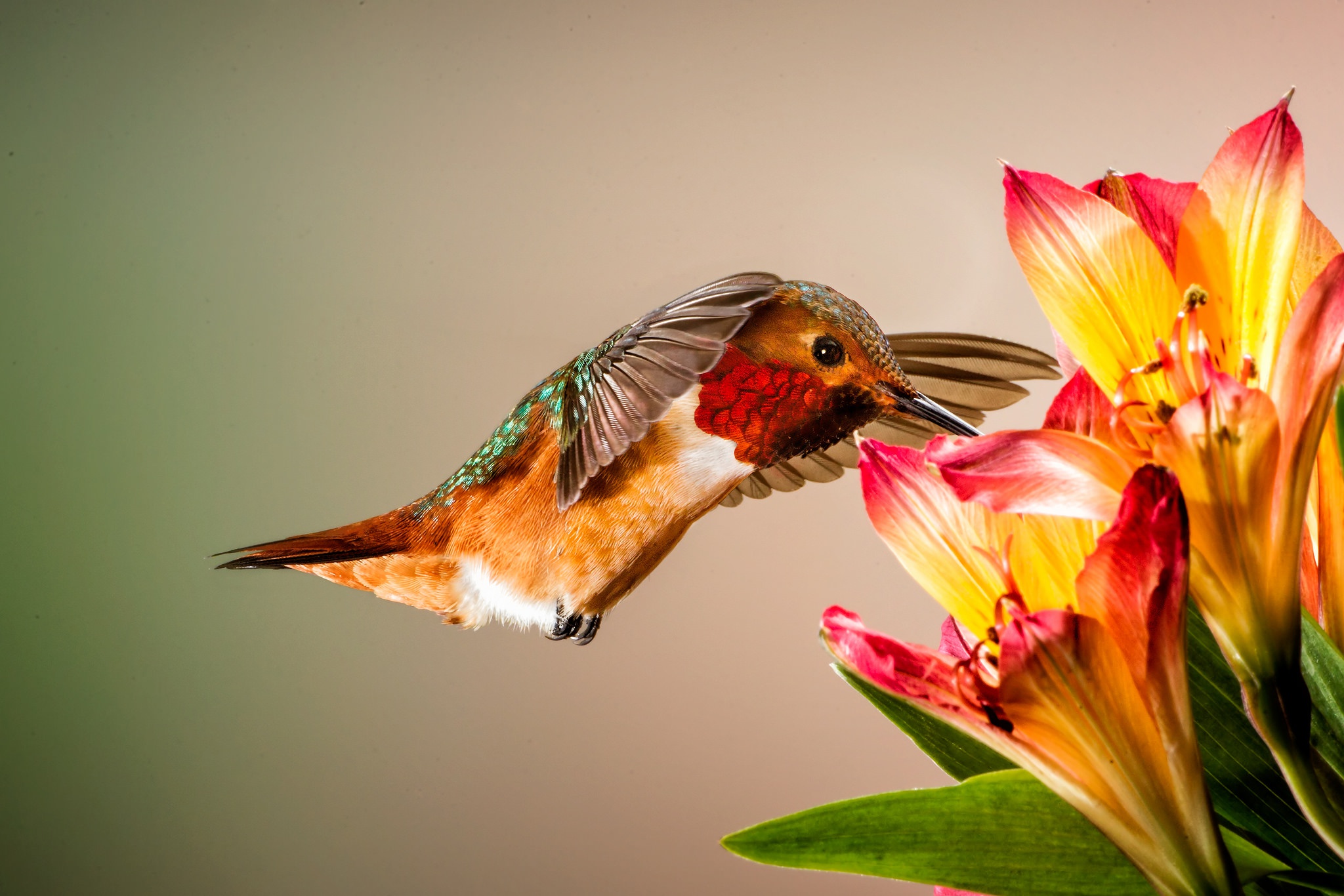 Hummingbird Hd Images