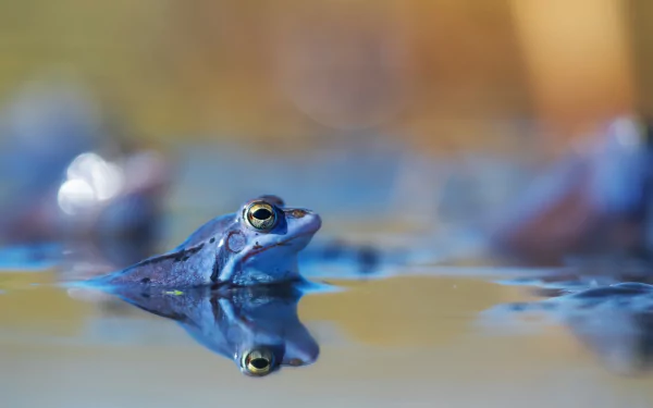 Download Close-up Amphibian Animal Frog 4k Ultra HD Wallpaper