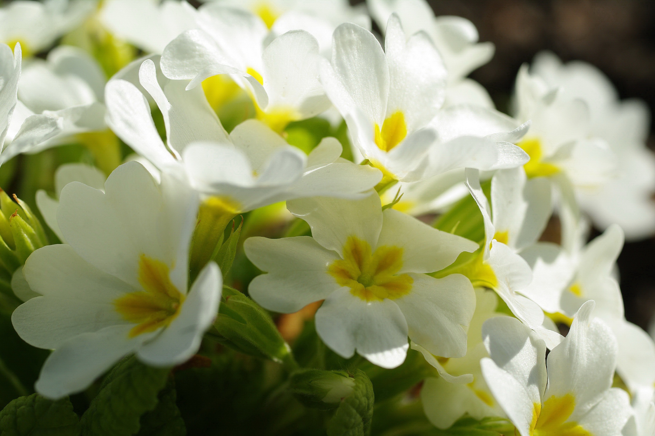 Nature Primula HD Wallpaper