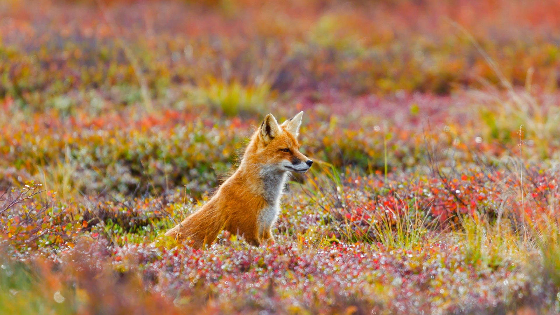 Download Animal Fox HD Wallpaper