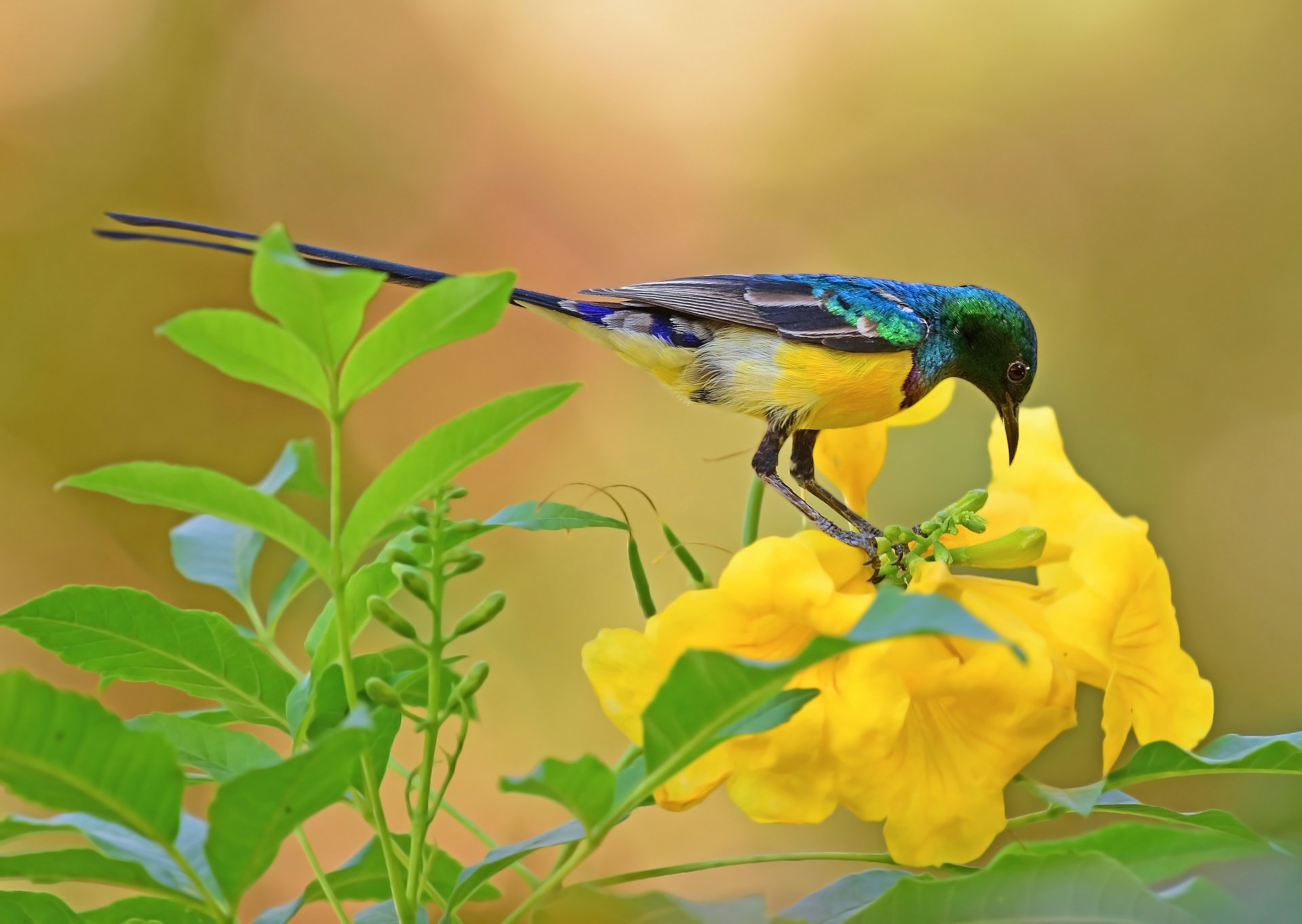 Sunbird on Golden Bloom — 4K Passerine Wallpaper