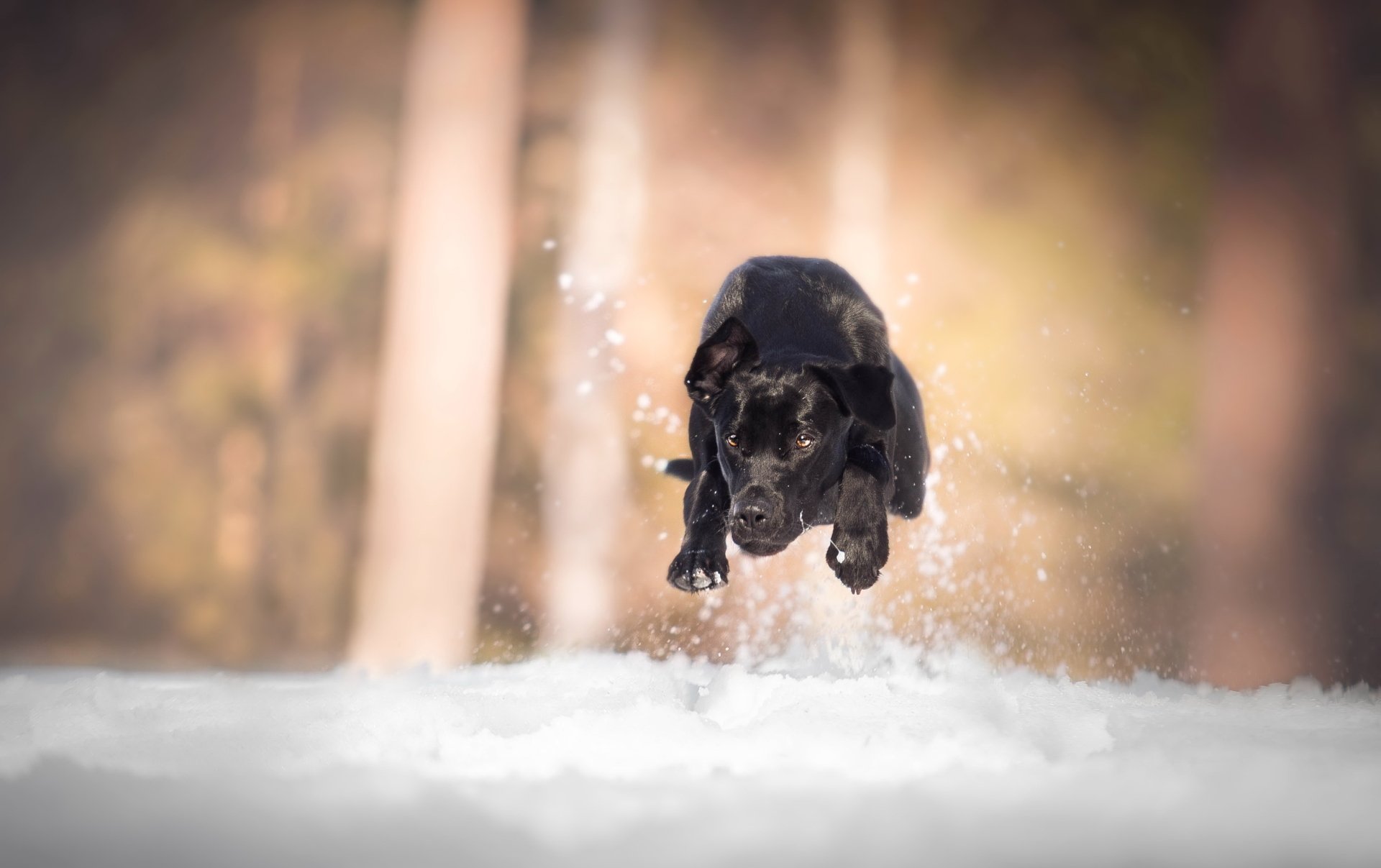 Leaping Labrador in Snow — 2K Quad HD DOF Wallpaper