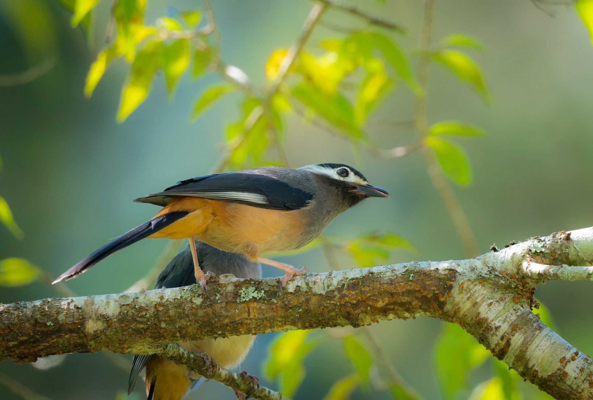 Download White-eared Sibia Animal Bird HD Wallpaper