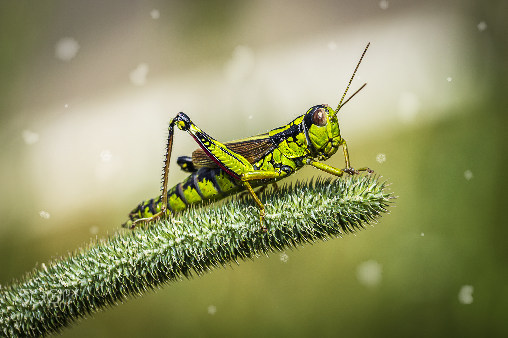 Download Macro Insect Animal Grasshopper HD Wallpaper