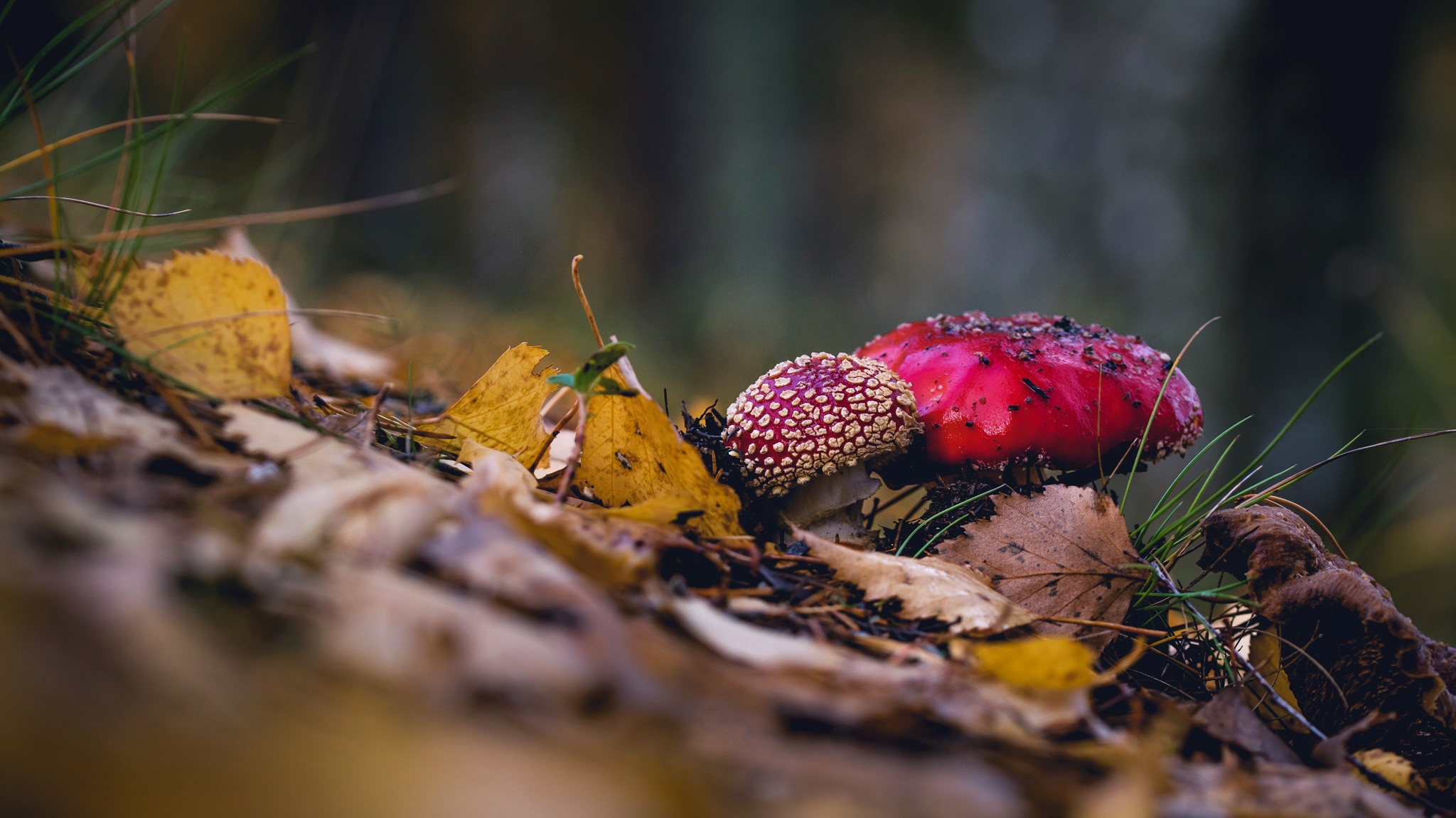 Download Macro Fall Nature Mushroom HD Wallpaper