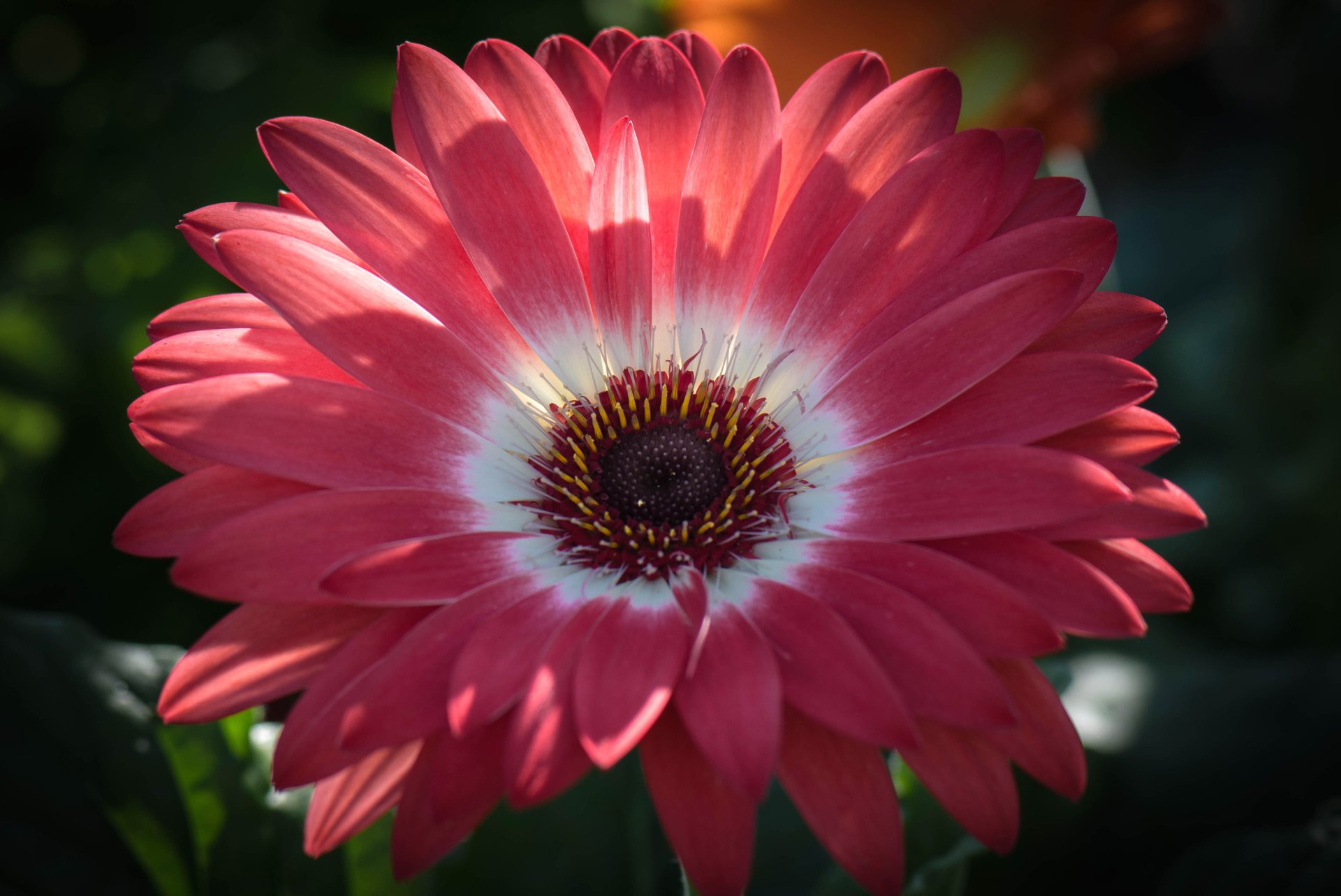 Download Pink Flower Flower Nature Gerbera 4k Ultra HD Wallpaper
