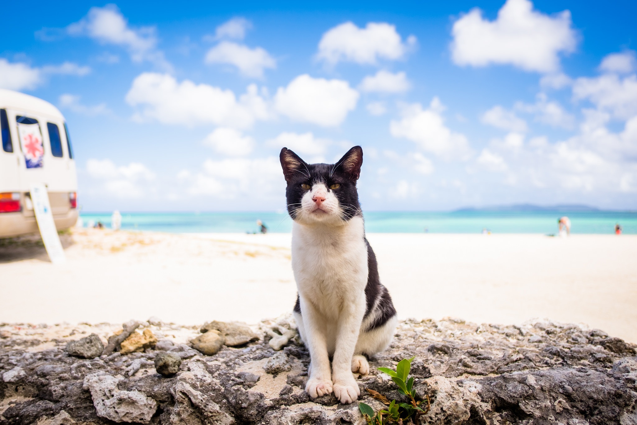 Download Beach Depth Of Field Animal Cat HD Wallpaper