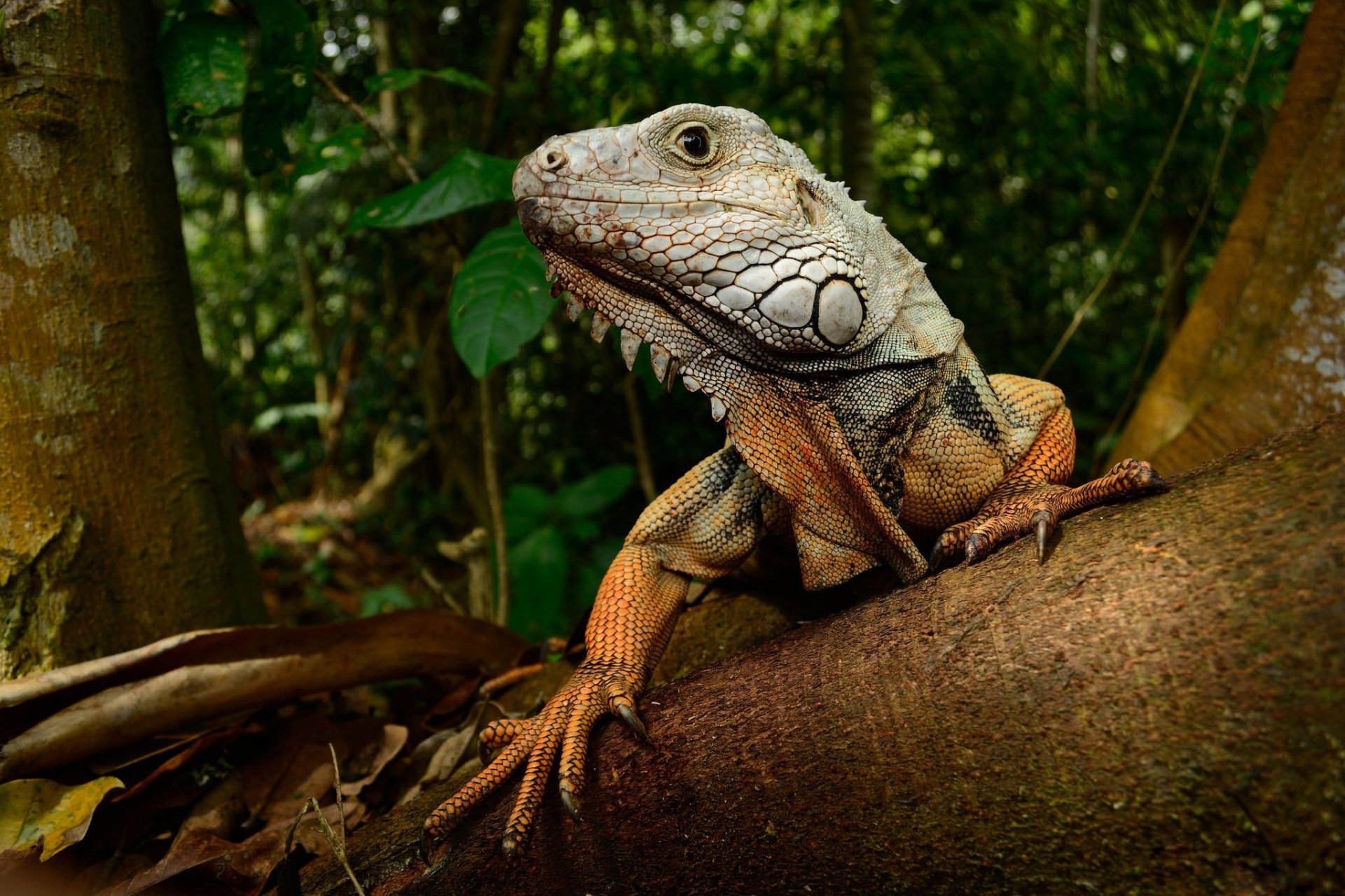 Majestic Iguana HD Wallpaper – Stunning Reptile in Natural Habitat