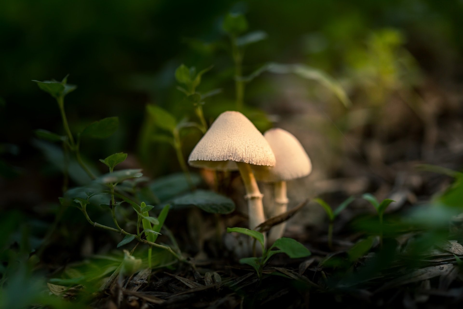Dusky Fall Mushrooms — HD Nature Wallpaper | 2048x1365 | Wallpaper Abyss