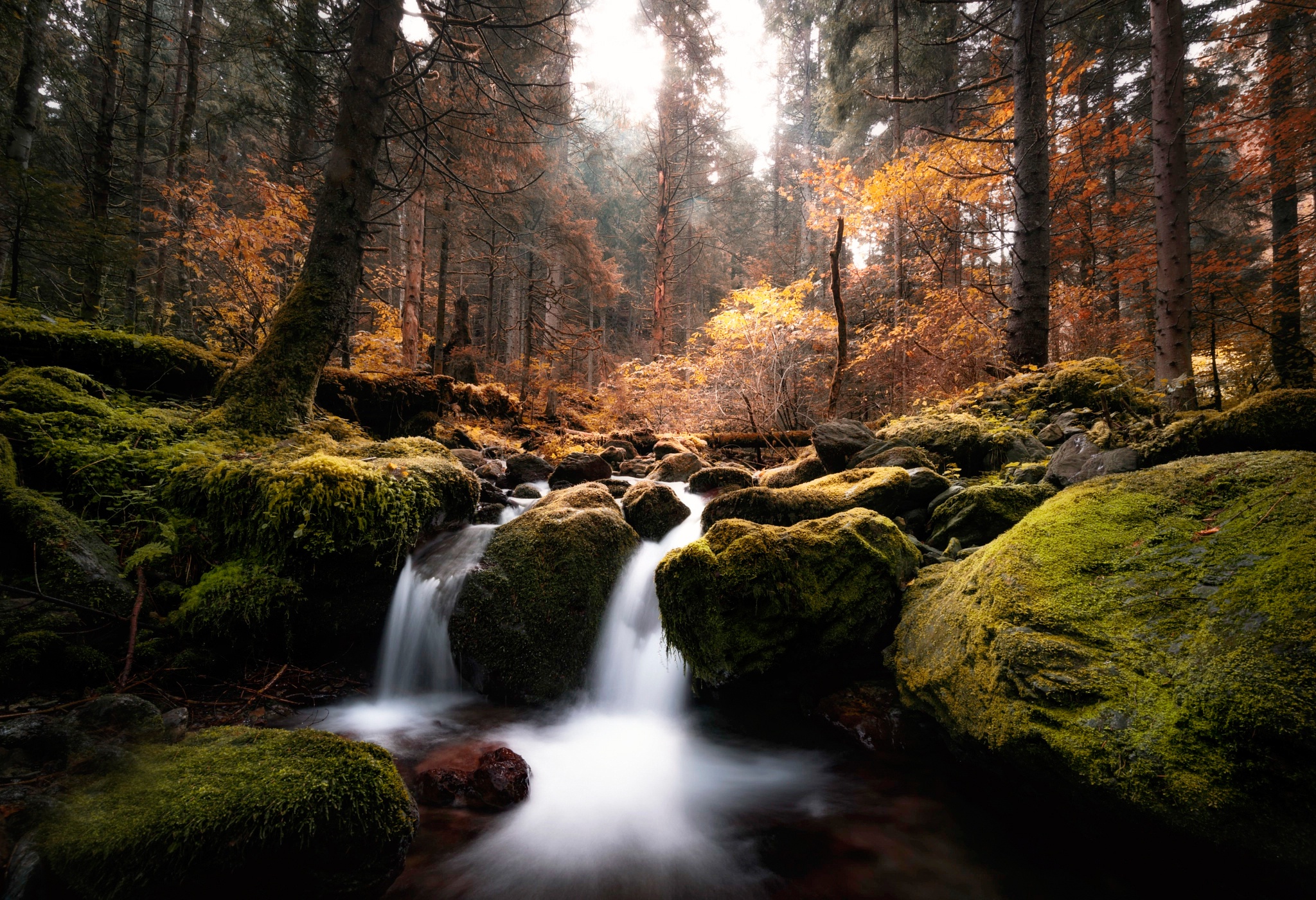 Autumn Serenity: Mossy Forest Stream HD Wallpaper