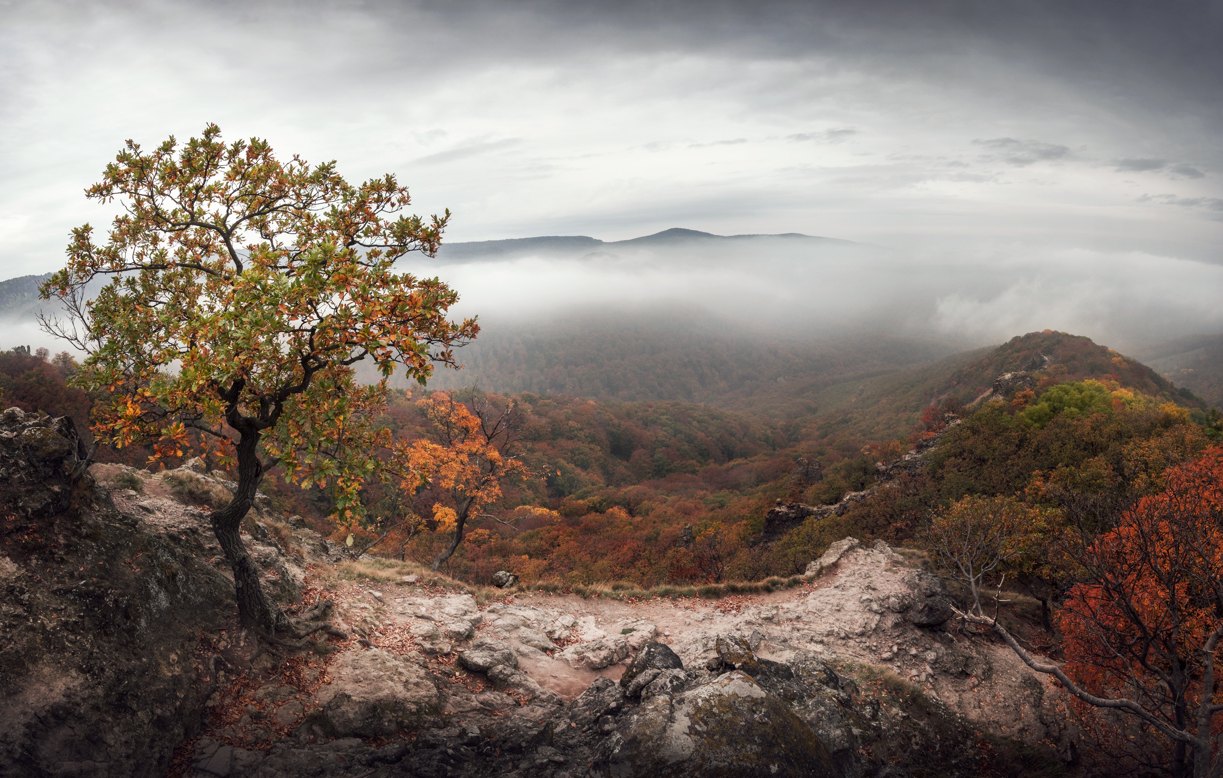 Download Tree Landscape Nature Fog HD Wallpaper