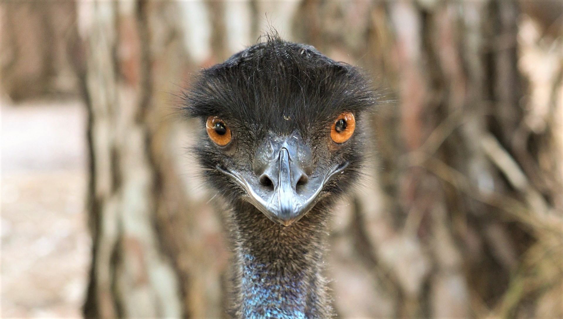 Emu HD Wallpaper