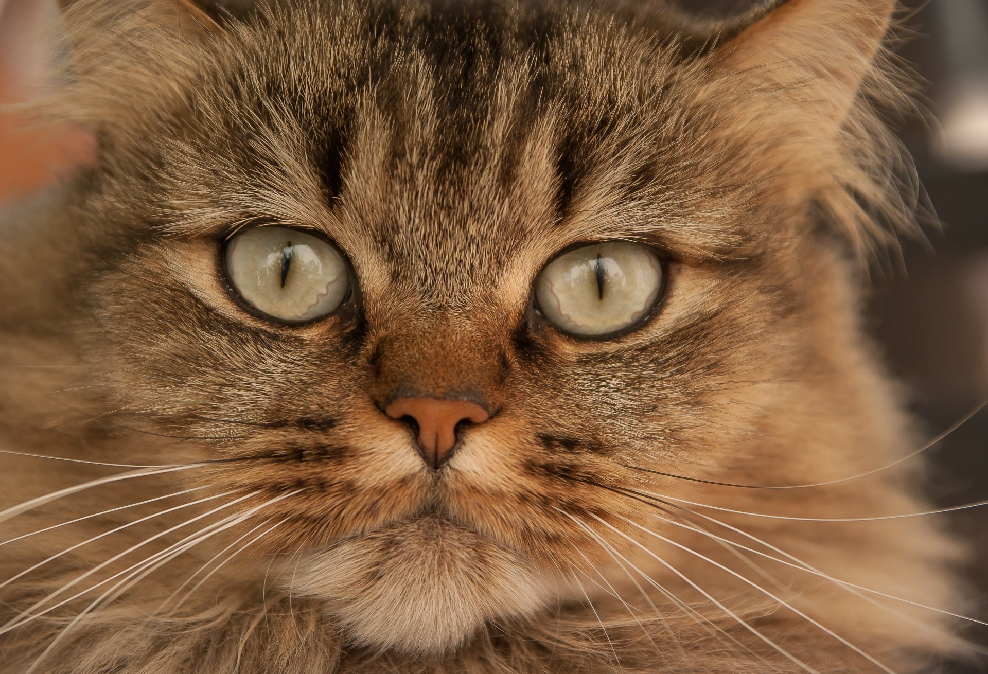 HD Close-Up: Intense Cat Stare Wallpaper | 3798x2592 | Wallpaper Abyss