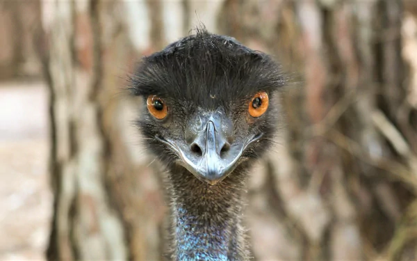 [10+] Emu Wallpapers