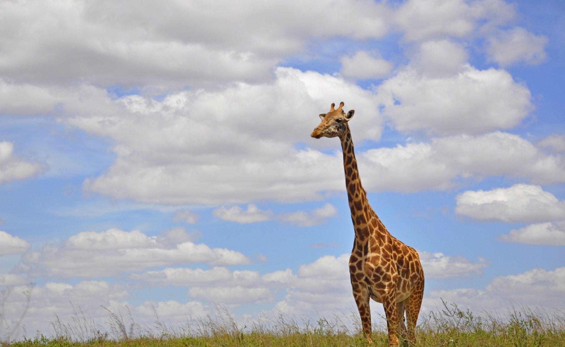 Download Cloud Sky Animal Giraffe HD Wallpaper