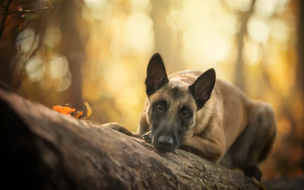 [20+] Belgian Malinois Wallpapers