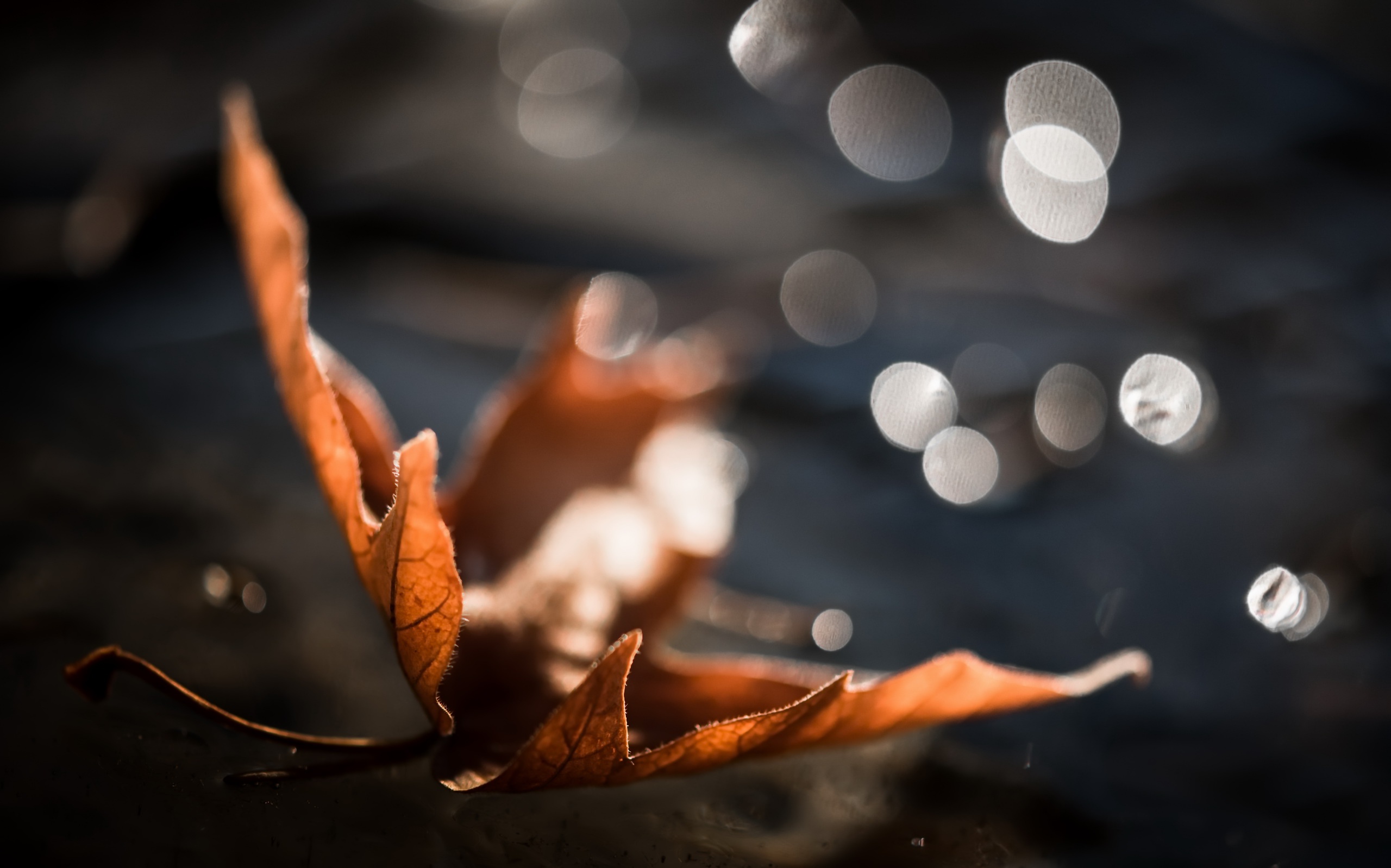 Macro Leaf Bokeh Fall