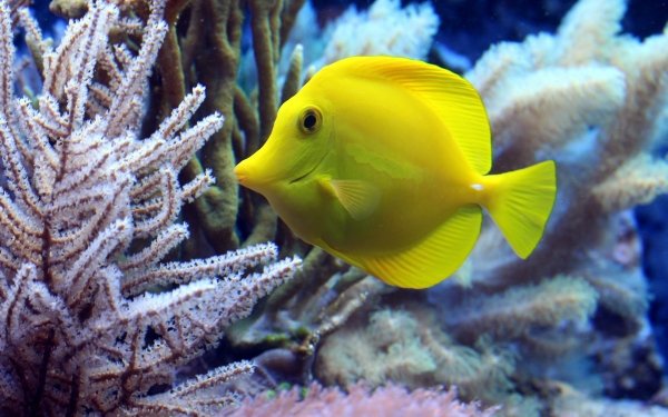 Yellow Tang Wallpapers