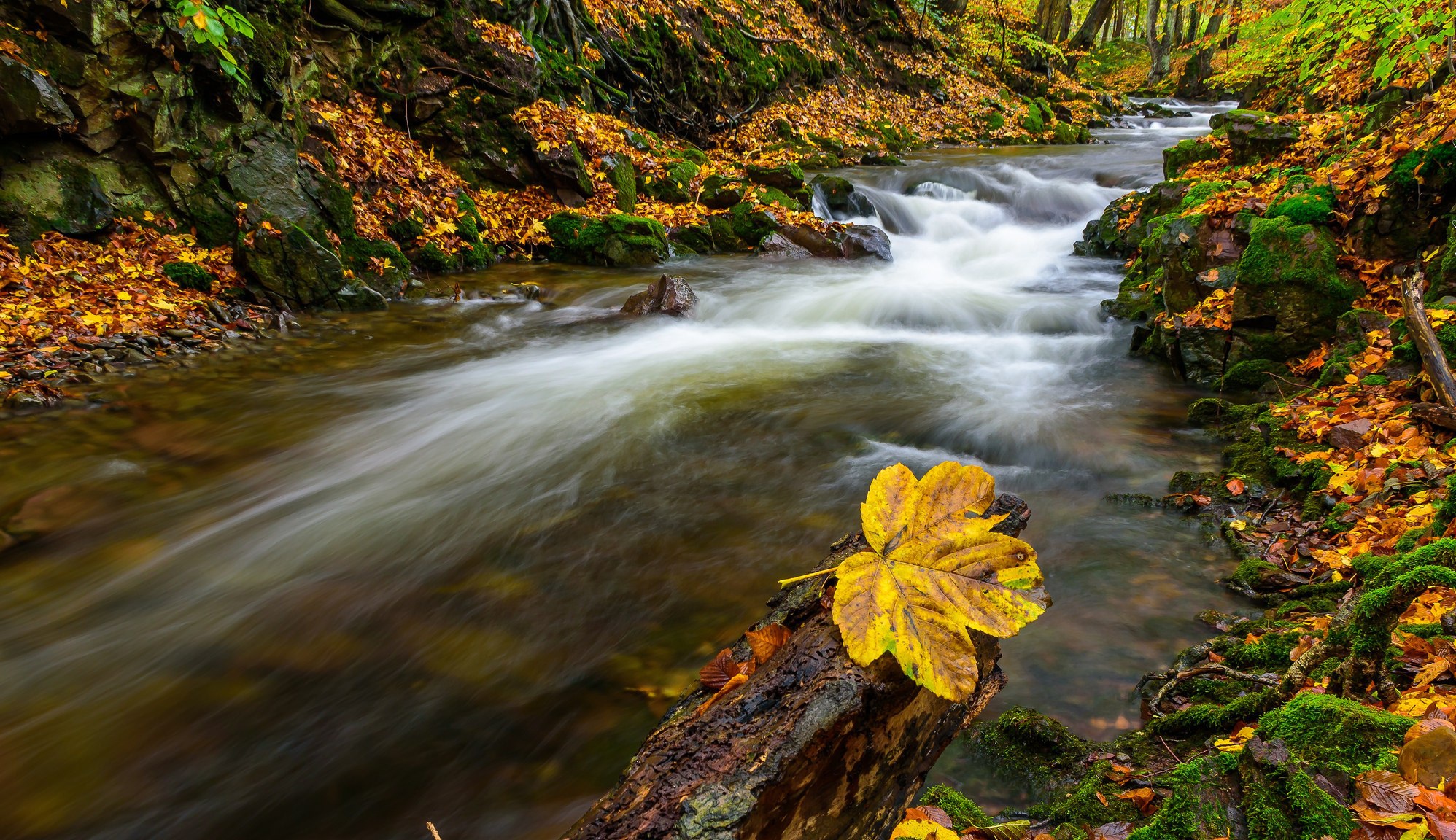 HD Fall River Bliss: Nature's Autumn Flow