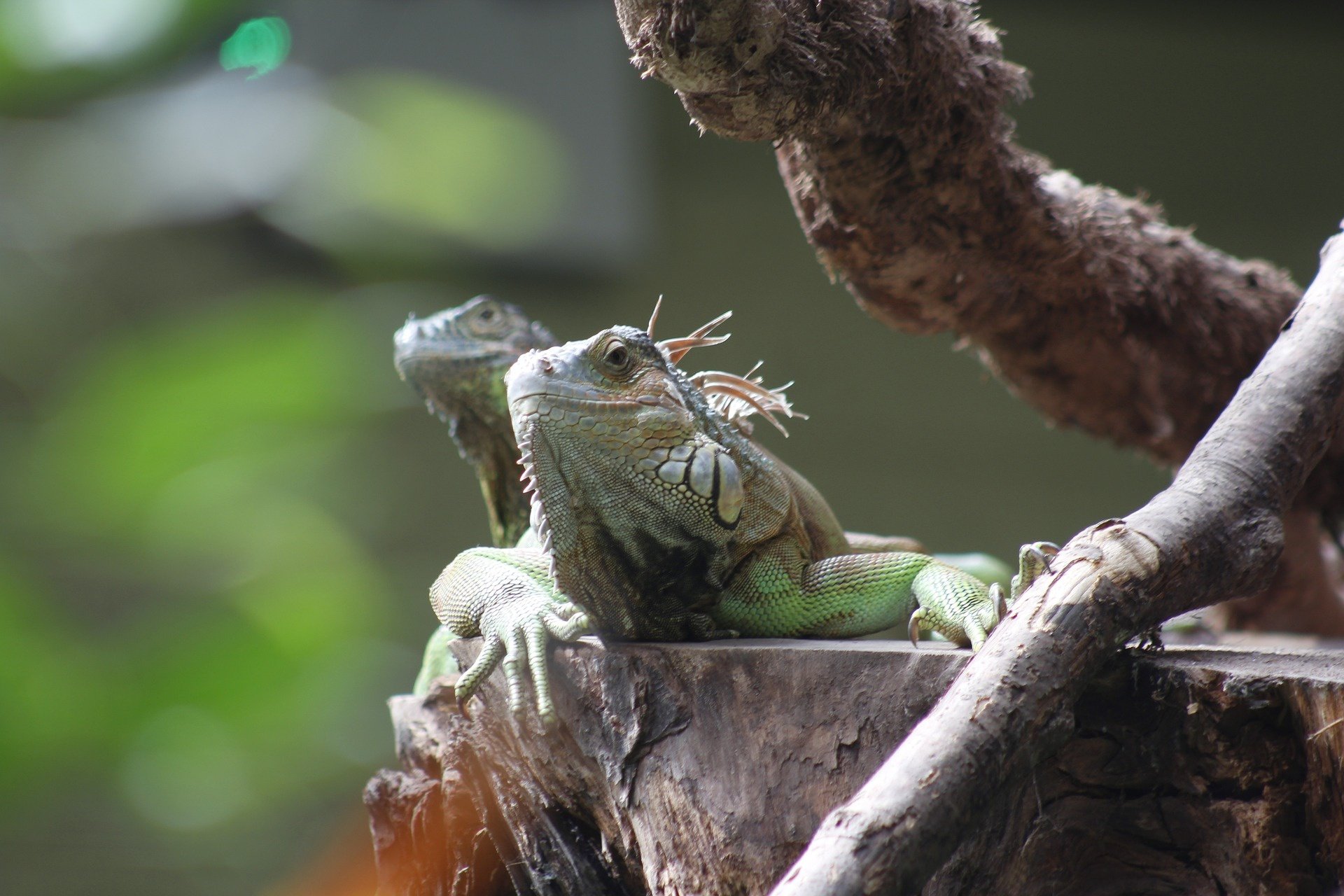 Animal Iguana HD Wallpaper