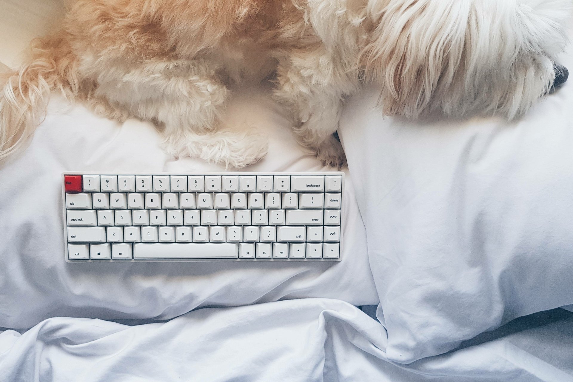 Download Dog Technology Keyboard HD Wallpaper