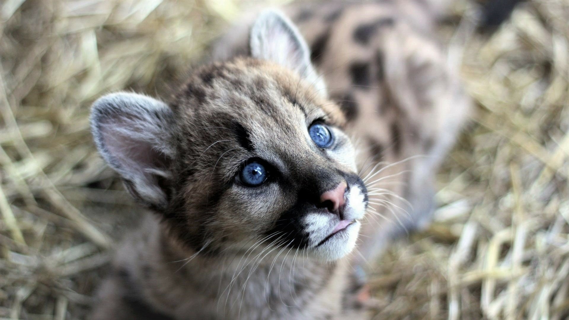 Majestic Cougar Cub Close-Up - HD Baby Animal Face Wallpaper ...