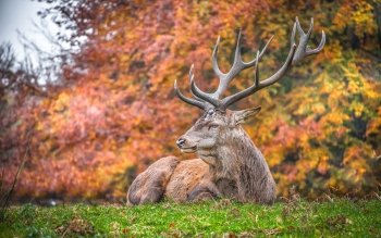 Download Depth Of Field Deer Animal PFP