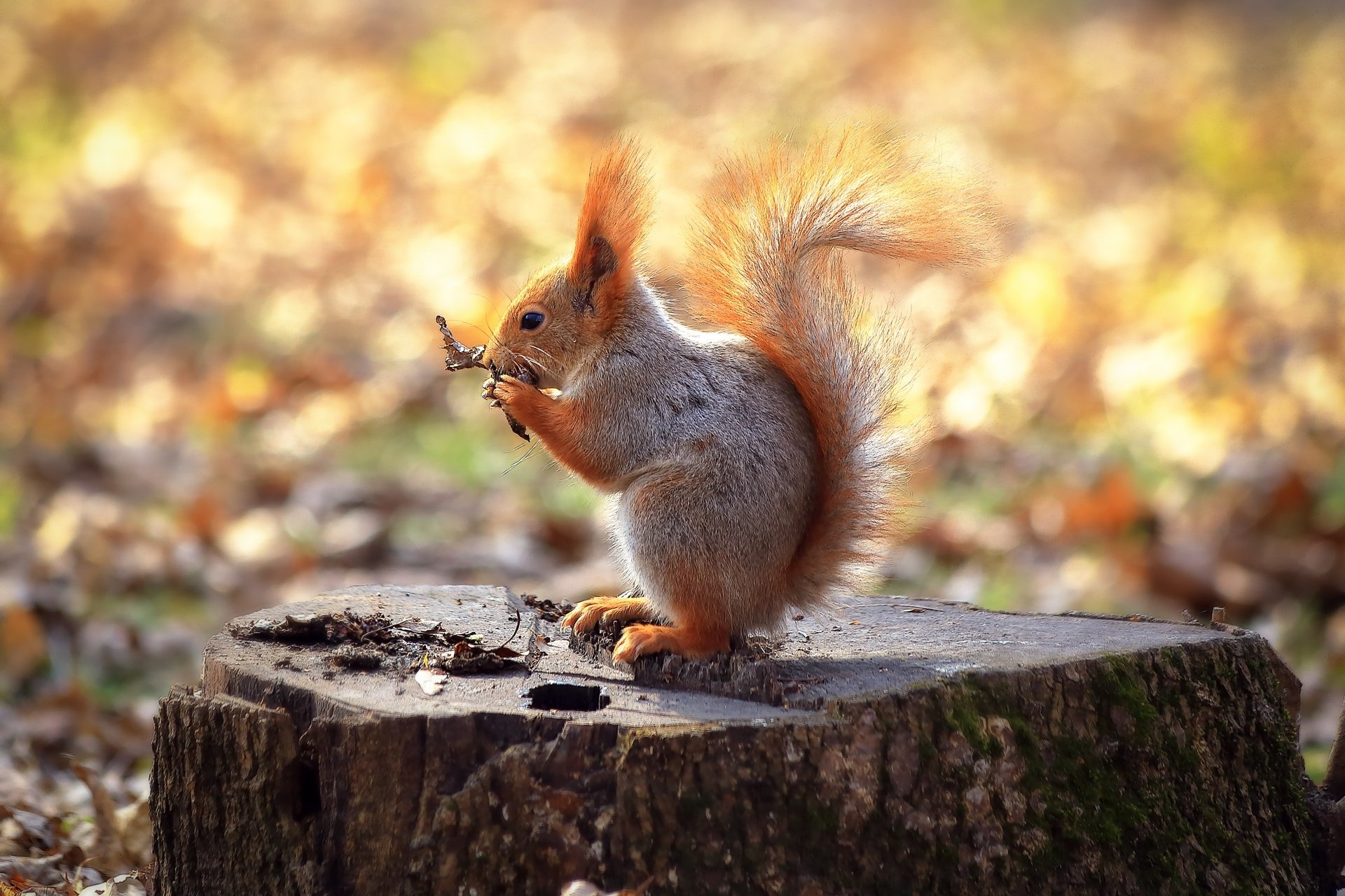 Download Depth Of Field Rodent Animal Squirrel HD Wallpaper