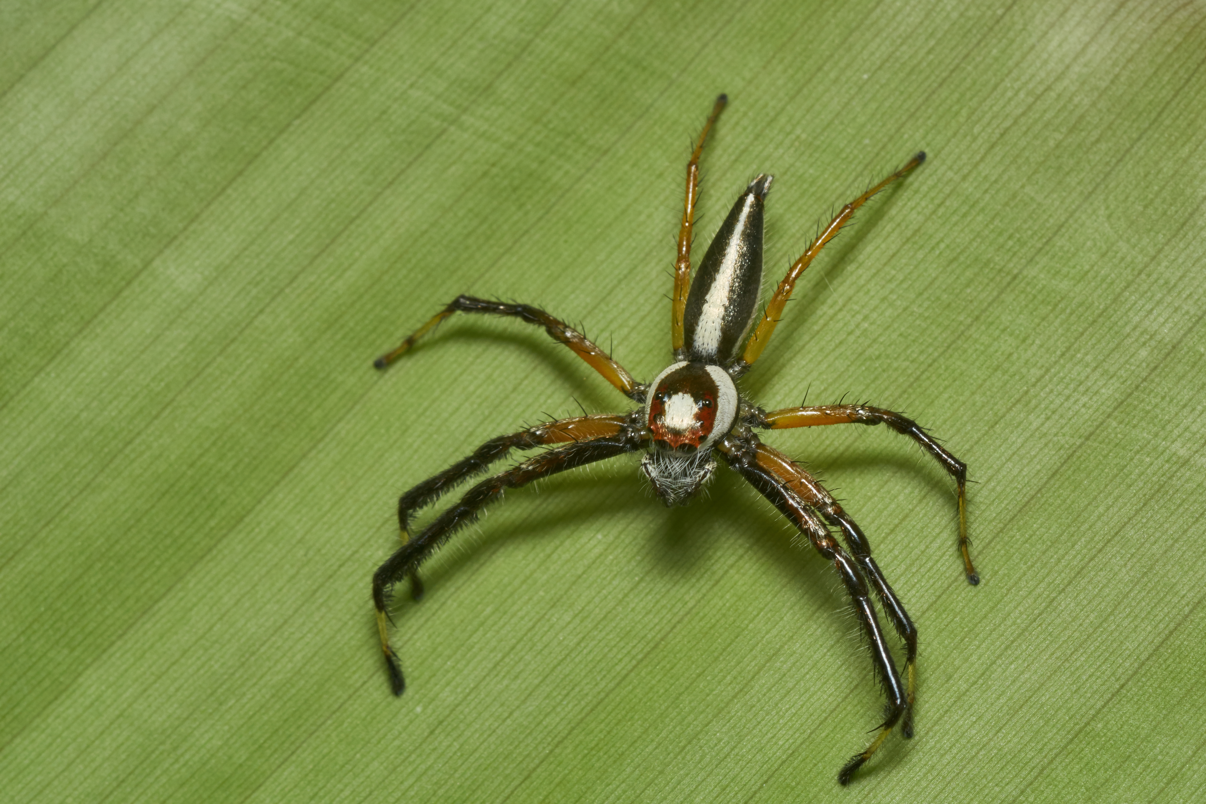 Download Jumping Spider Spider Animal 4k Ultra HD Wallpaper by Jee ...