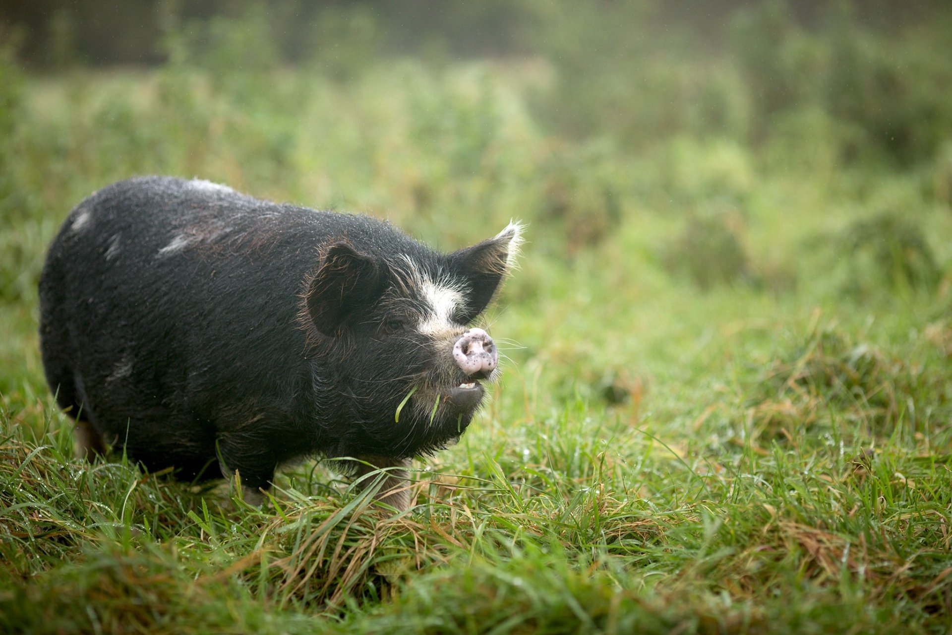 Majestic Pig in Lush Green - Stunning HD Animal Wallpaper