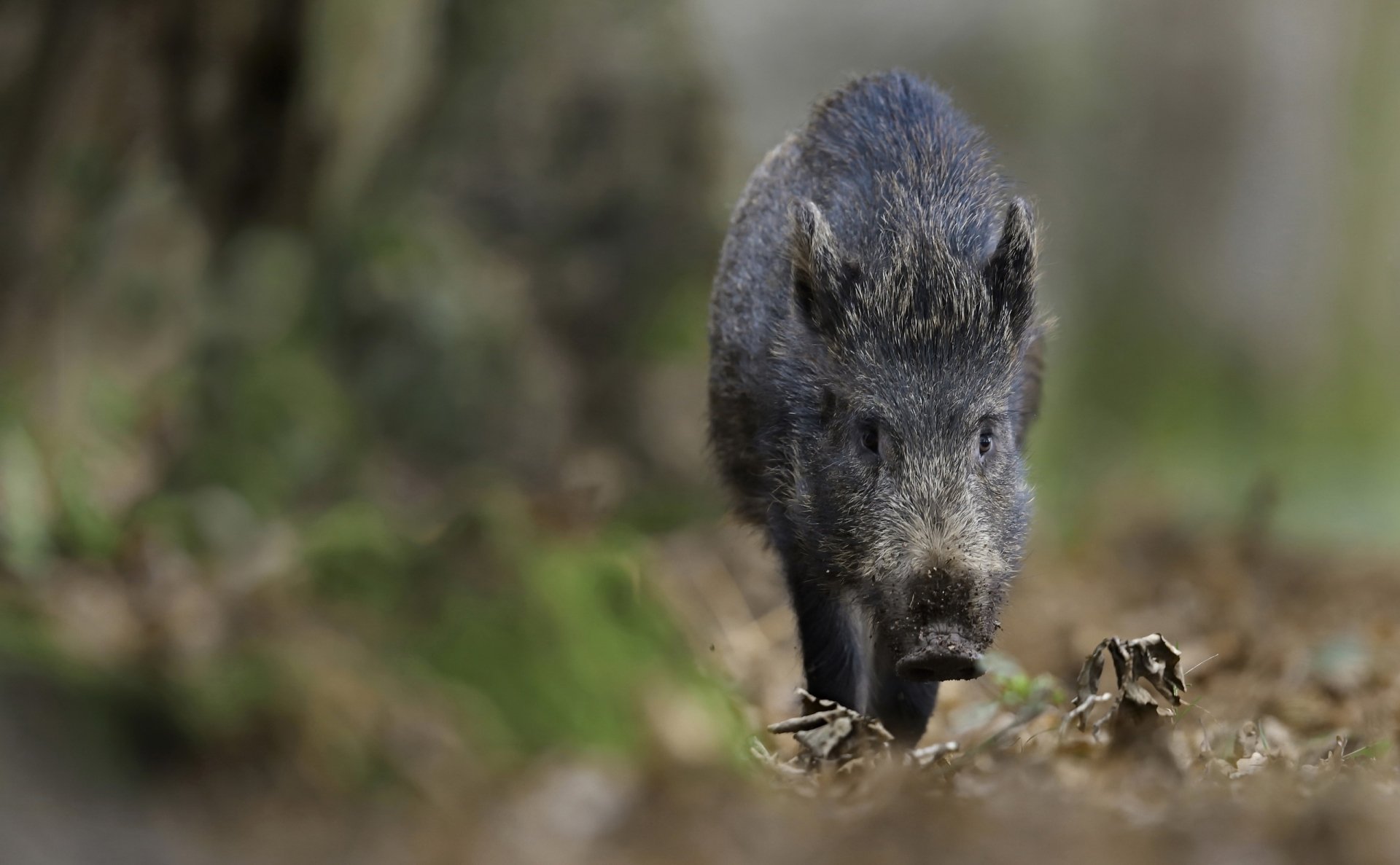 Download Depth Of Field Animal Boar HD Wallpaper