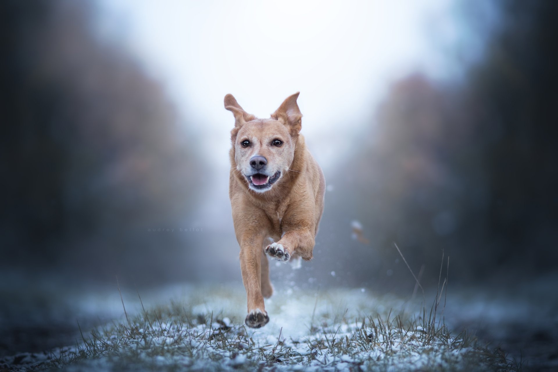 Download Depth Of Field Running Dog Animal Golden Retriever 4k Ultra HD ...