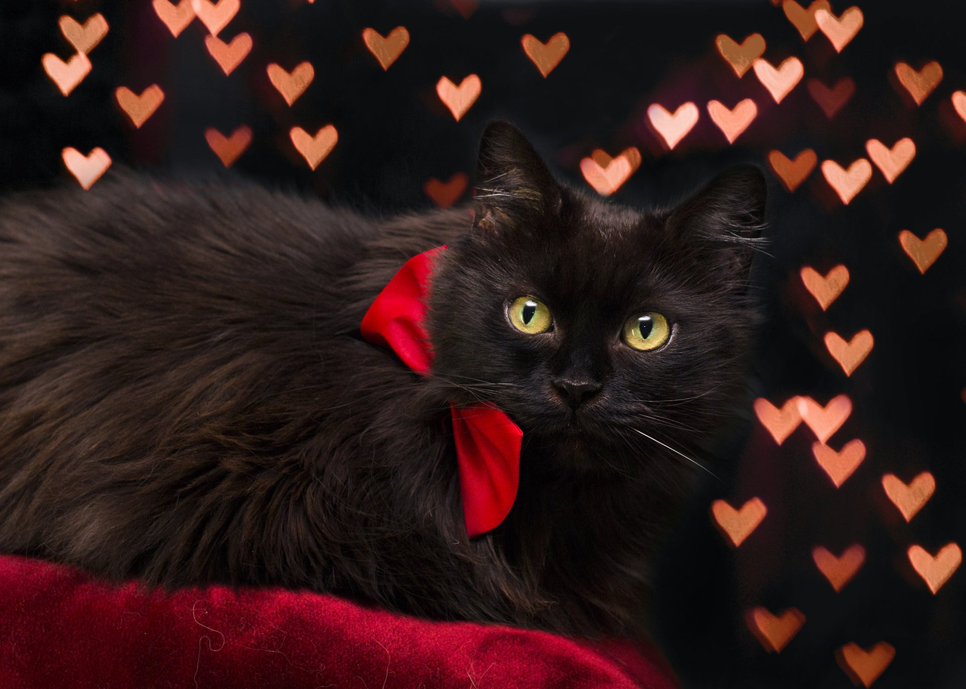 Heartfelt Feline Charm: Black Cat in Red Ribbon HD Wallpaper by Thunderi
