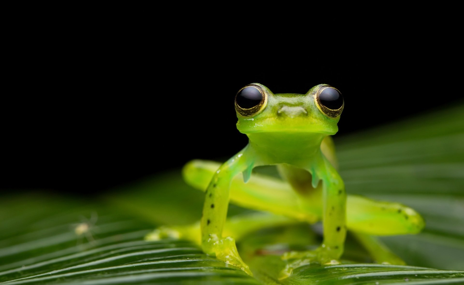 Download Close-up Amphibian Green Animal Frog HD Wallpaper