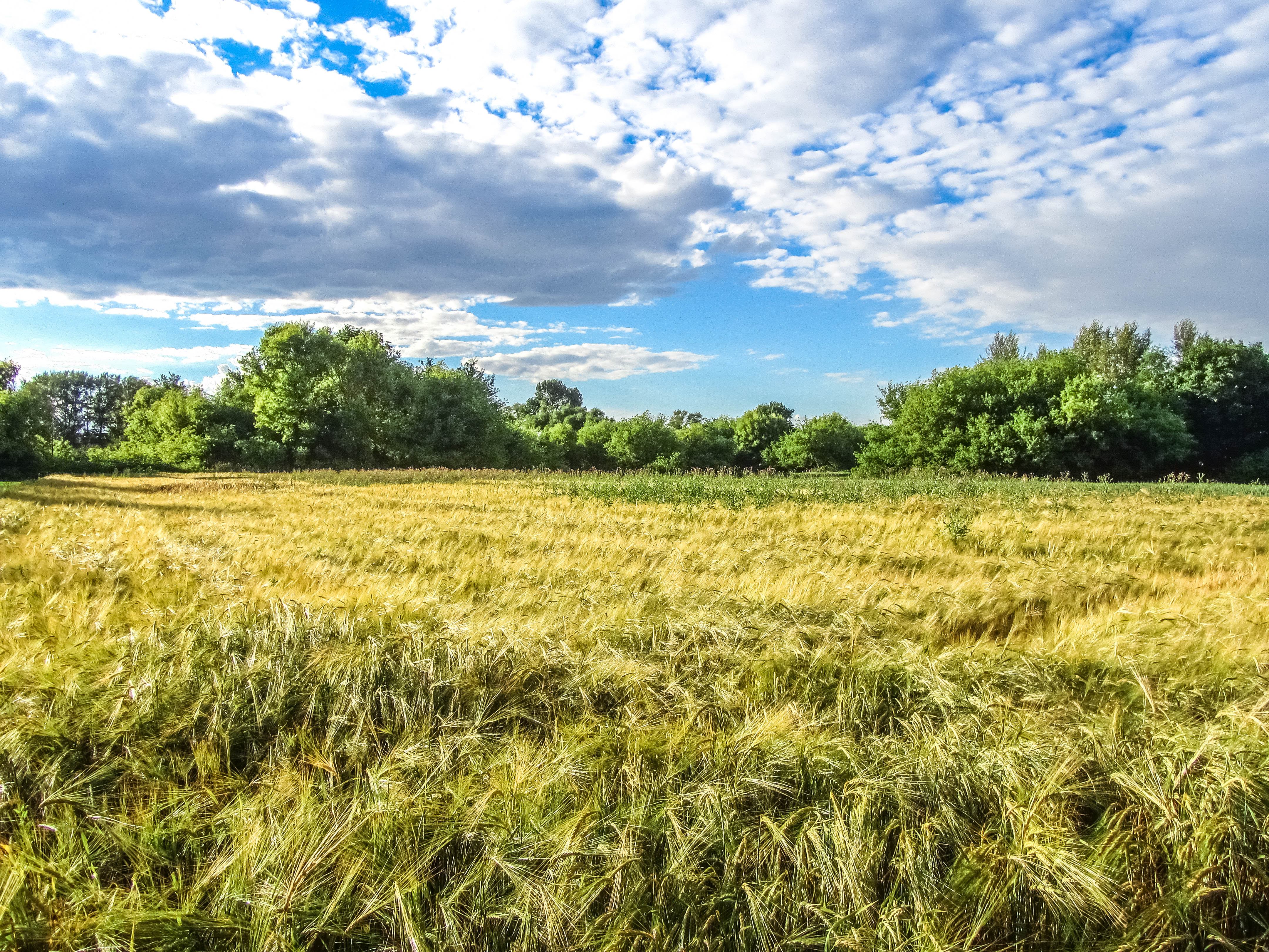 Download Nature Wheat 4k Ultra HD Wallpaper by Vergilius