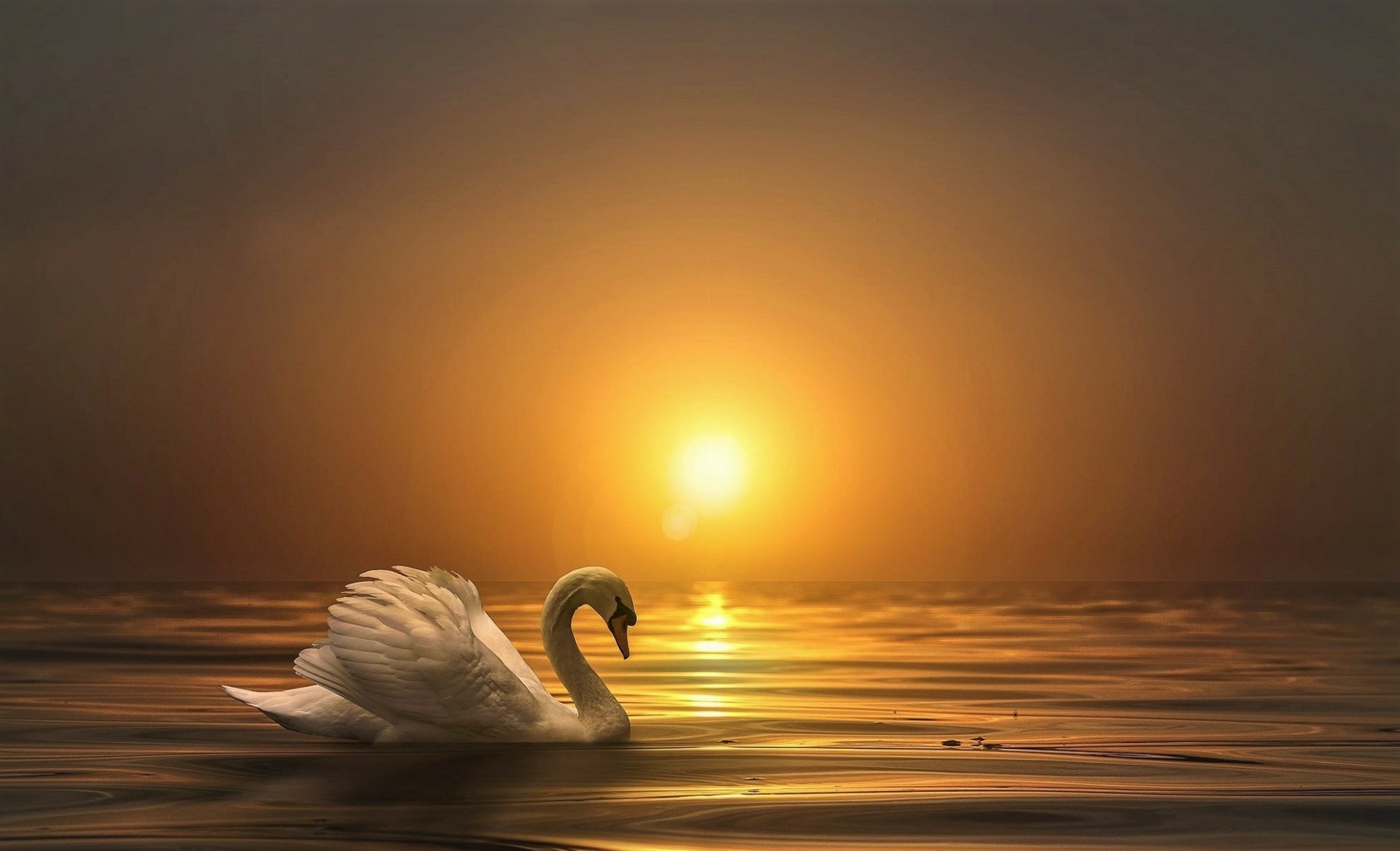Golden Dusk: Mute Swan HD Wallpaper