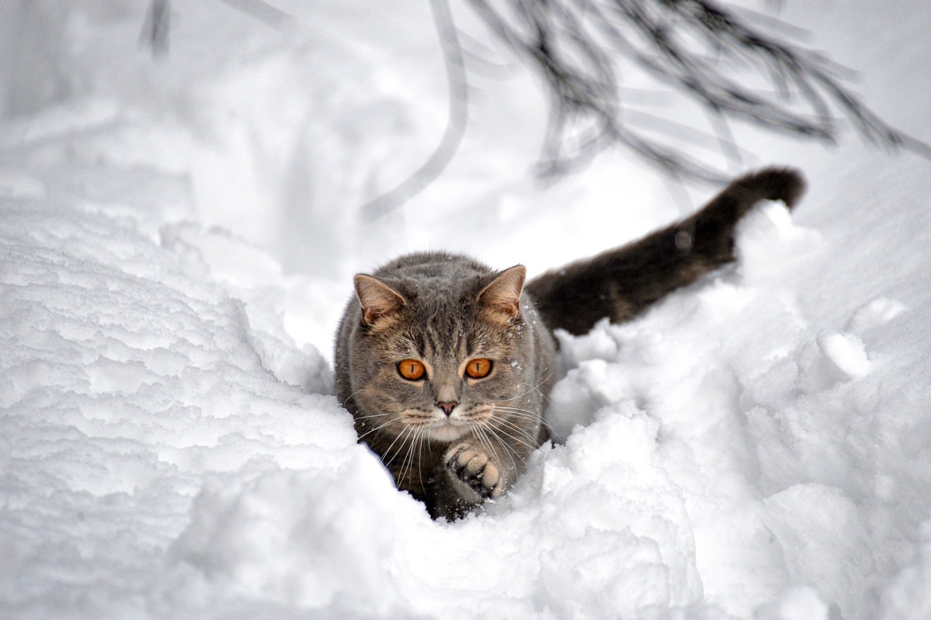 Winter Cat in Snow - HD Wallpaper