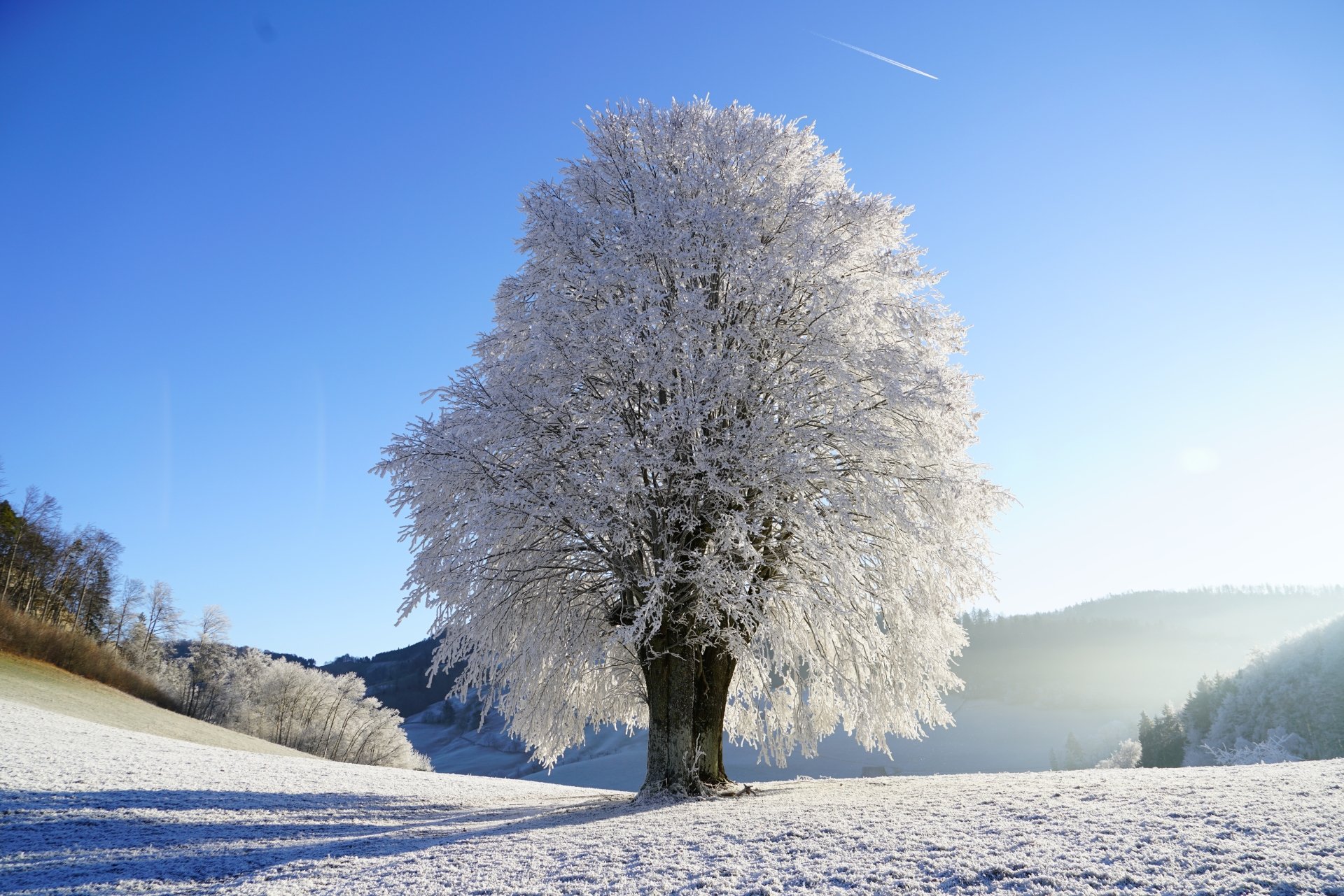 Winter Majesty: Ultra HD Snow-Covered Tree in 8K Nature Splendor