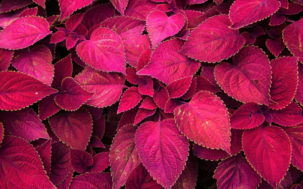 [10+] Coleus Wallpapers