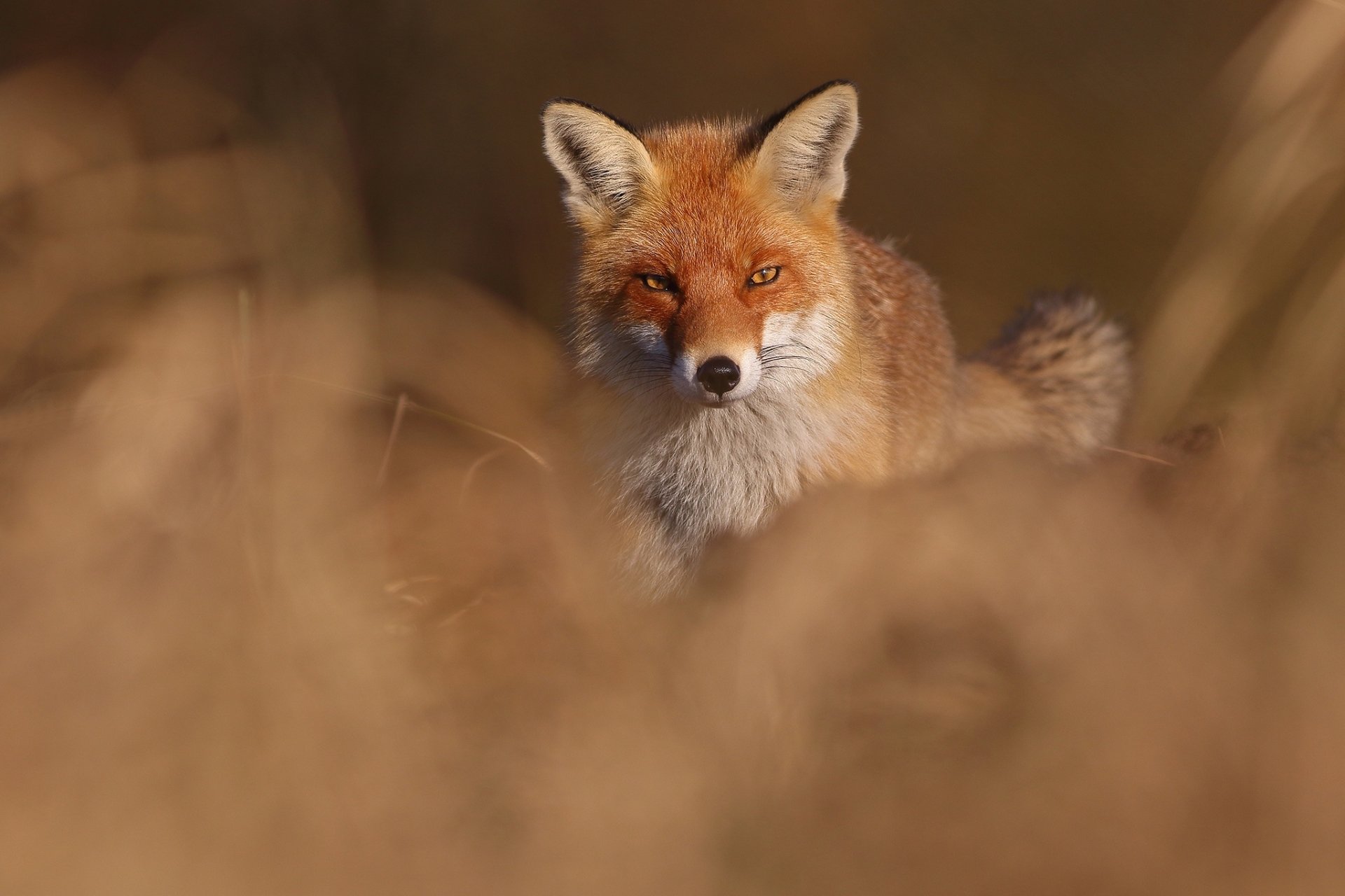 HD Fox Stare: Majestic Animal in Focus