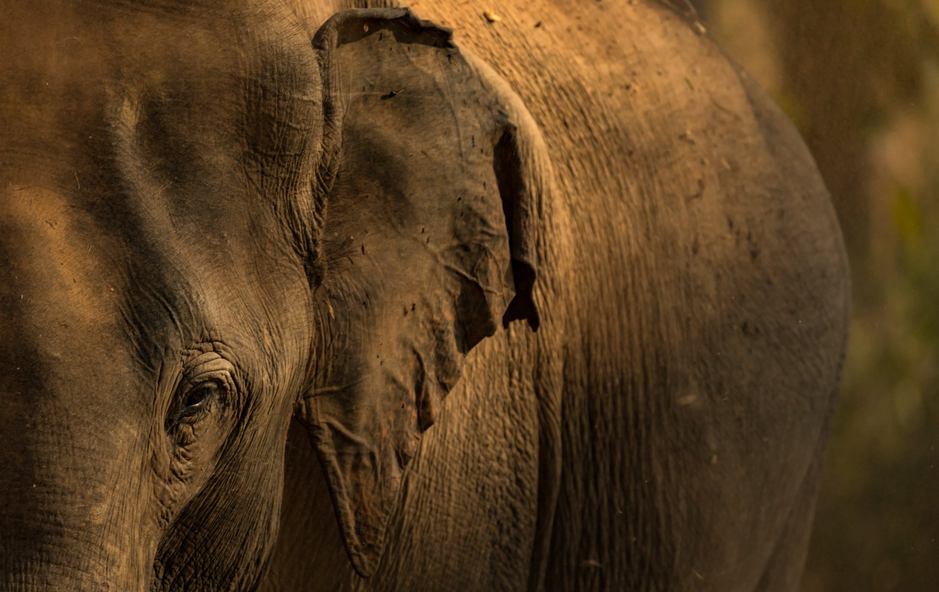 Download Close-up Animal Asian Elephant 4k Ultra HD Wallpaper ...