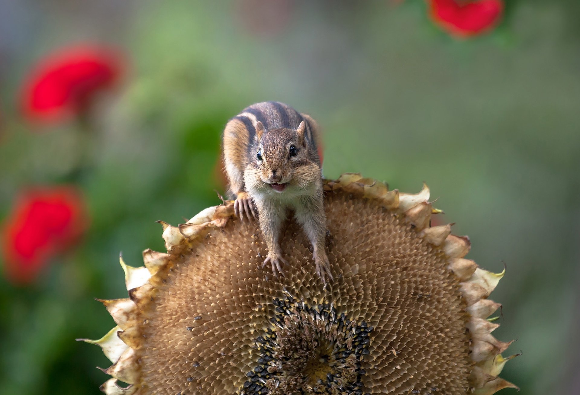 Sunflower Chipmunk Charm: HD Rodent Beauty in Bloom