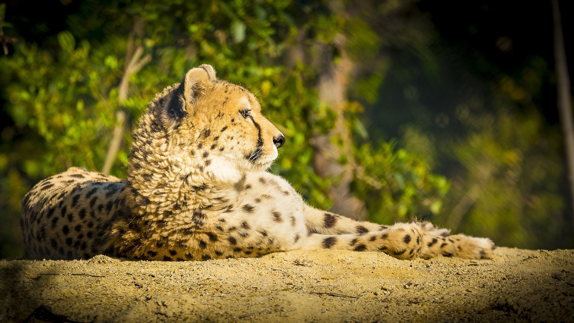 Download Animal Cheetah HD Wallpaper